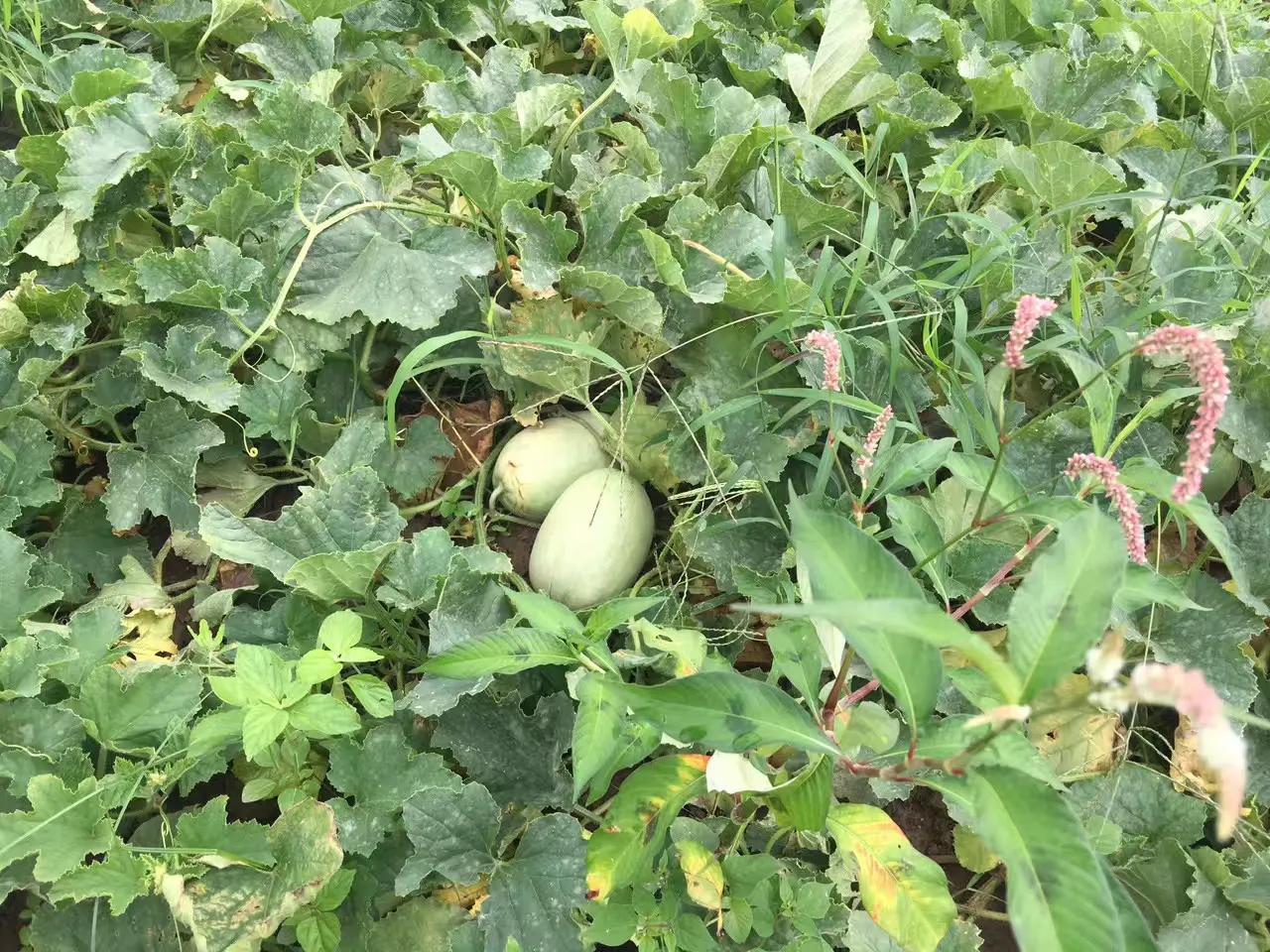 Impressions of Wuhan: Xingzhou in June - iNEWS