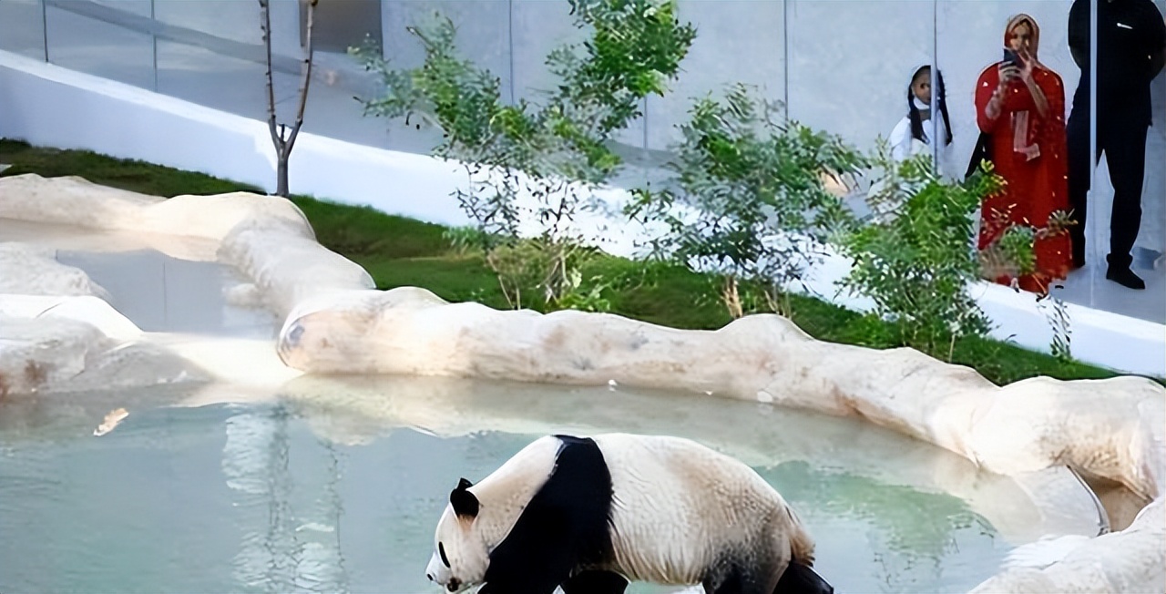 Pandas living in Qatar are living the lives of "local tyrants"! Ultra ...