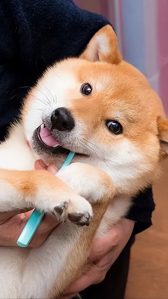 How many years can a dog live? There are several manifestations ...