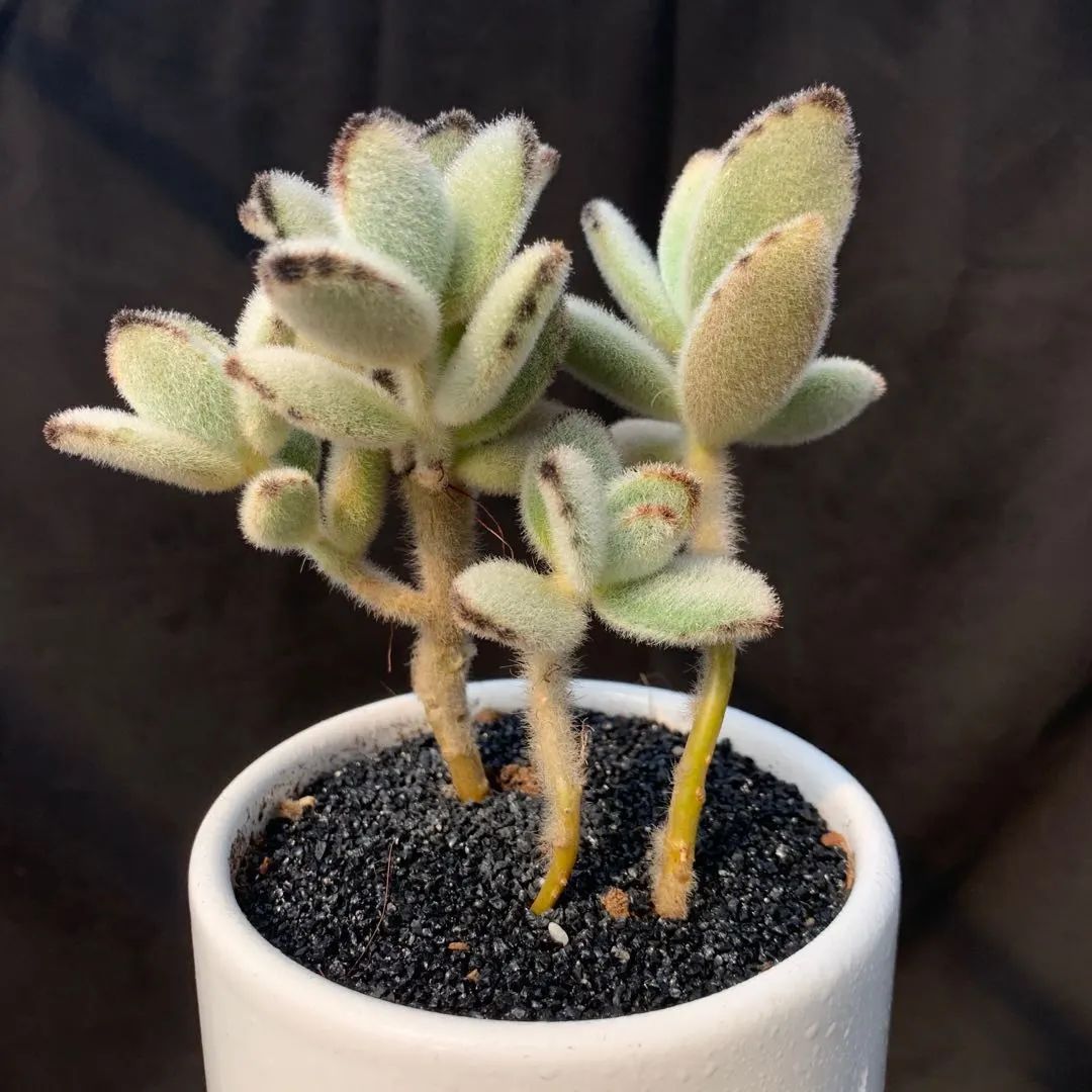 The "rabbit ear family" among the succulents is so cute! - iNEWS