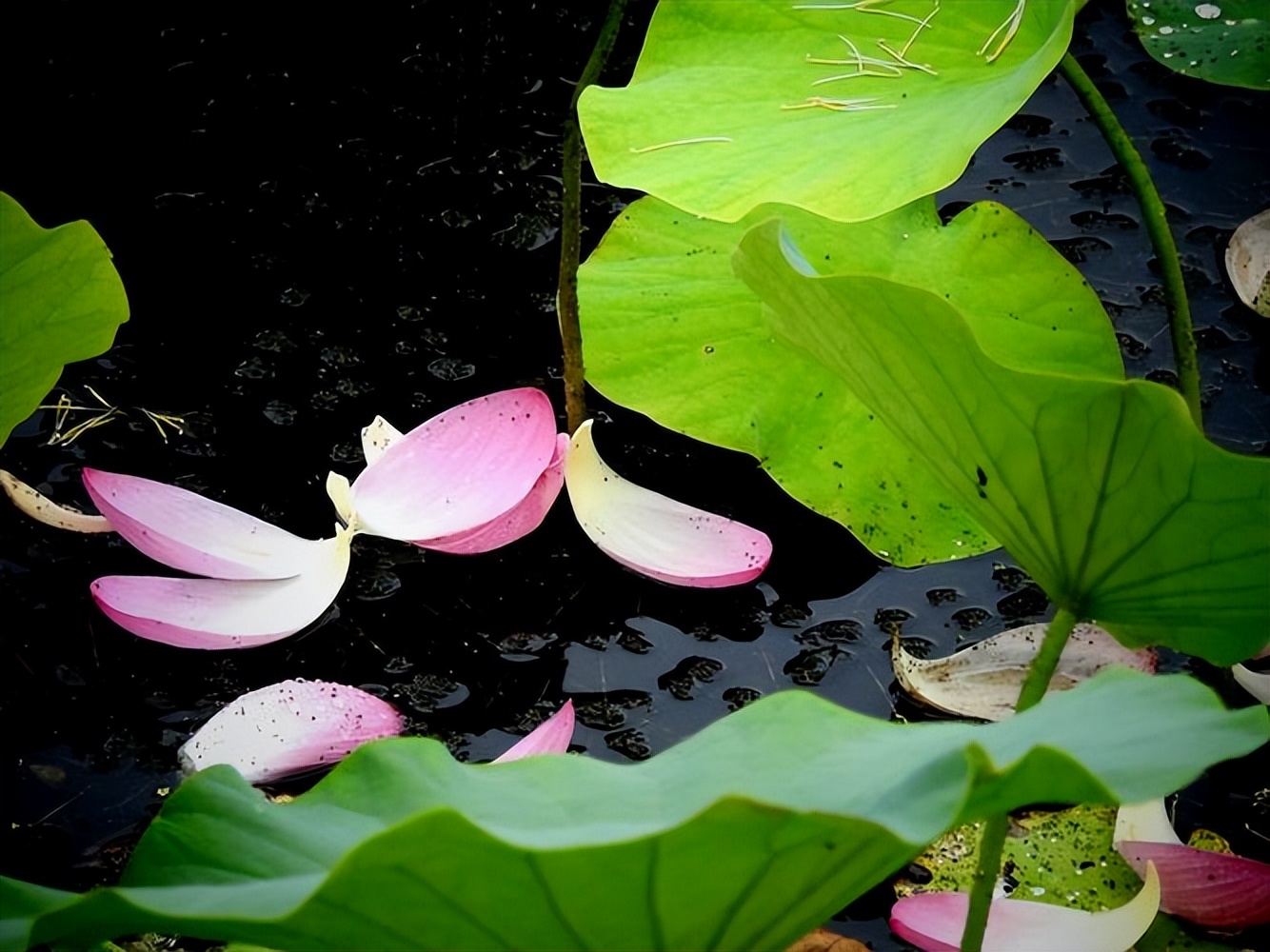 The Story of the Five Hundred Arhats: Teaching the Permanent Venerable ...