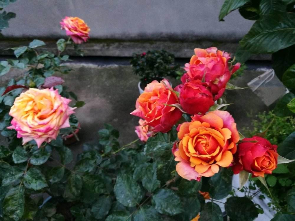 Raising roses is entering the "pit", but these 6 "pit" cannot be ...