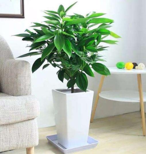 Ping An tree cultivation method, what kind of maintenance environment ...