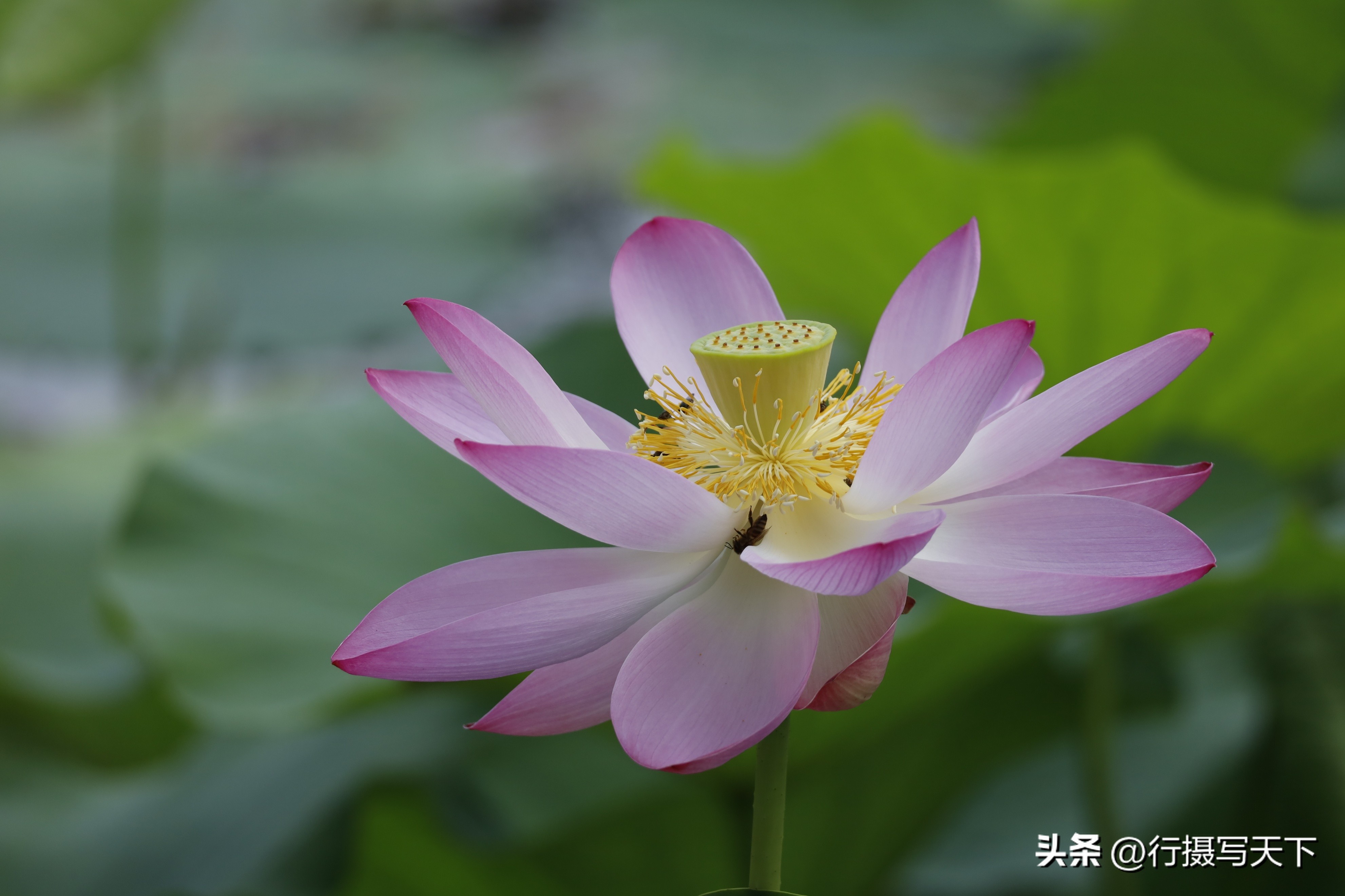 Civilian lens to shoot lotus - iNEWS