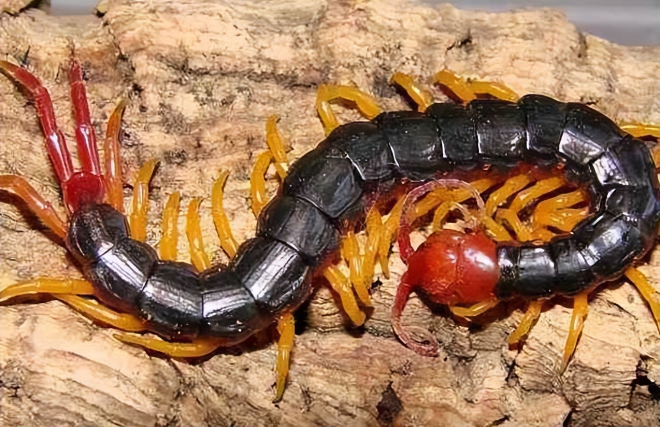 Centipede bites are very painful and few animals prey on them, but this ...