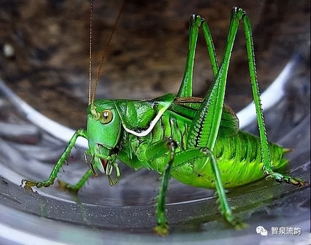 Unforgettable childhood fun catching scorpions - iNEWS