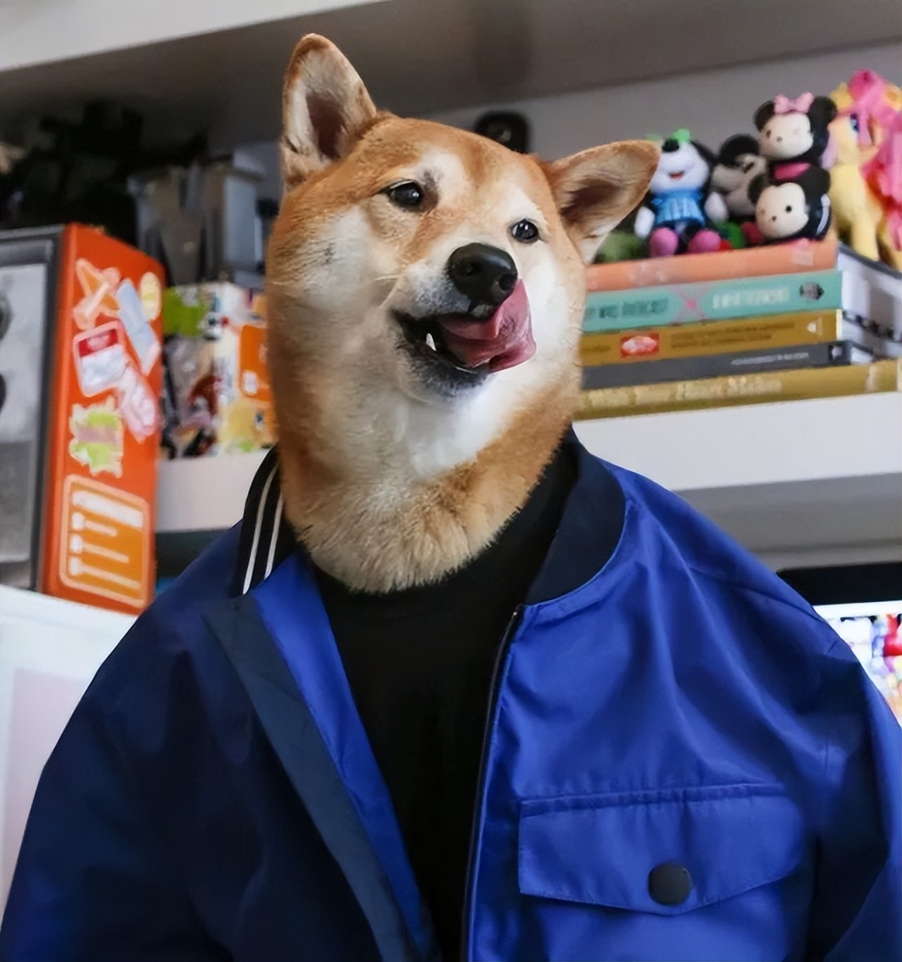 When this Shiba Inu is dressed in human clothing, its temperament is ...