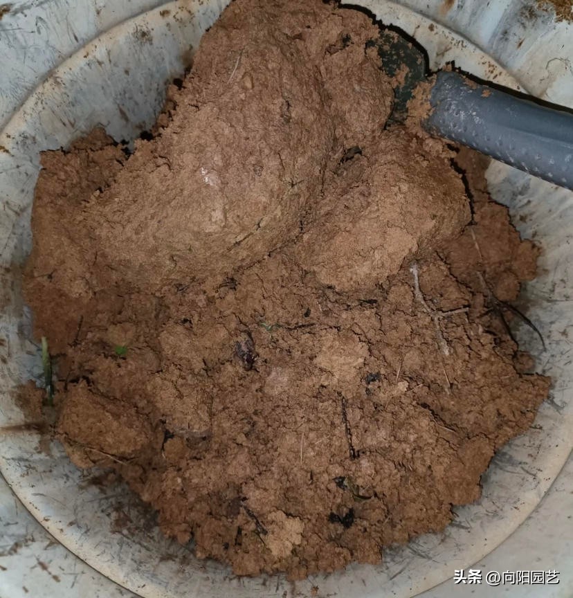 Is it okay to grow flowers in loess? Certainly not, the hardness is too ...