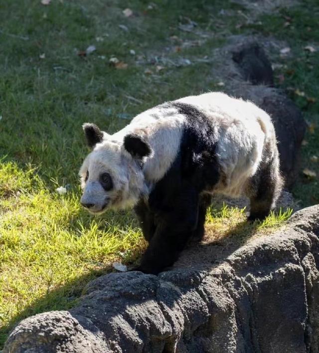 As a panda fan, which one is your favorite panda? - iMedia