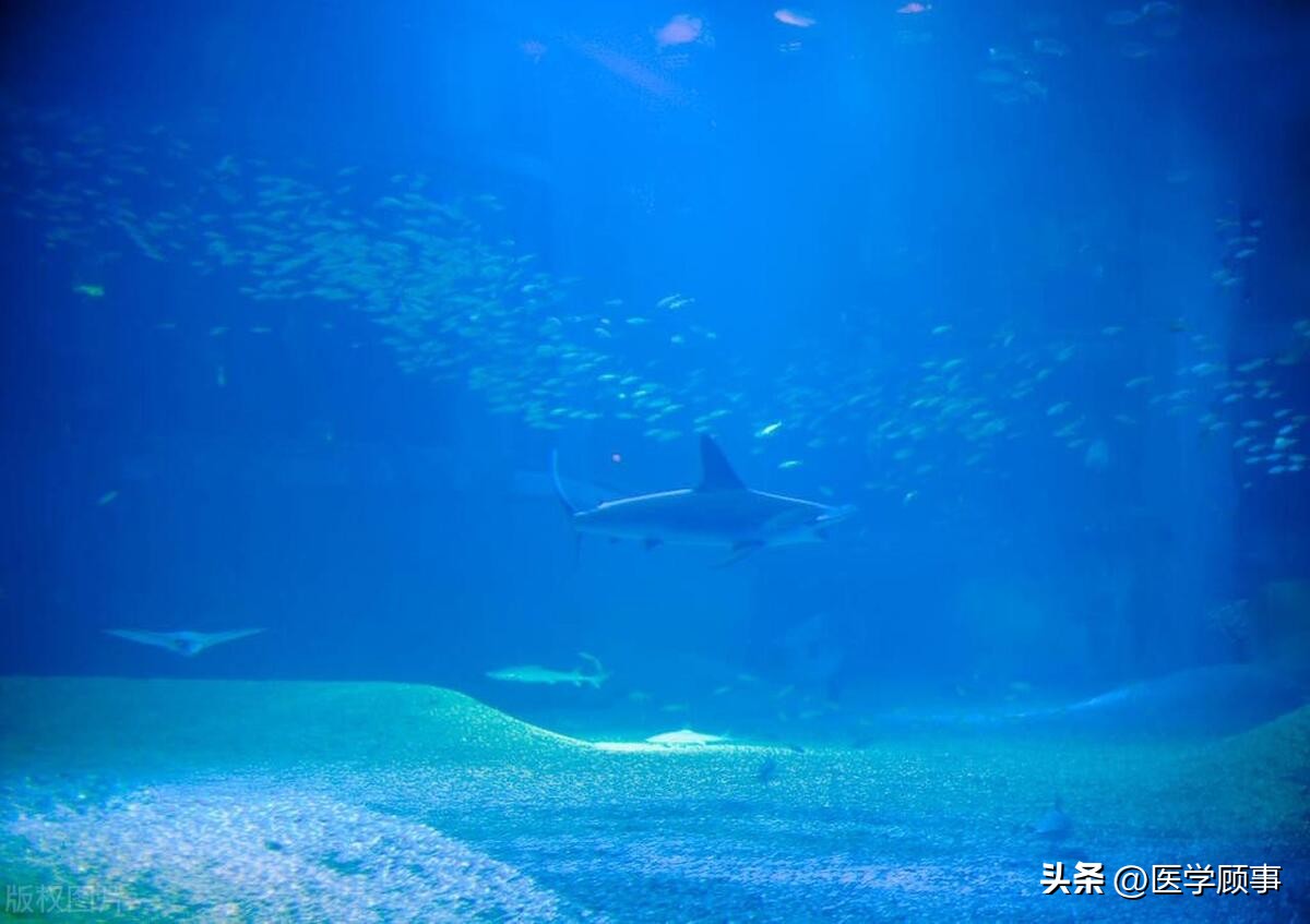 Hammerhead shark dives into icy depths and holds its breath for 17 ...