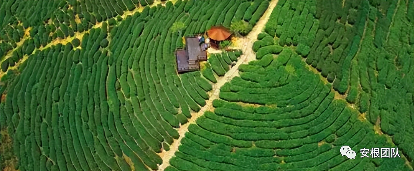 The Rise and Fall of Beiyuan Tea - iNEWS