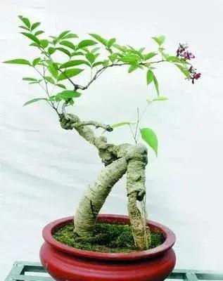 Helicobacter, Leguminosae, perennial evergreen woody climbing vine - iNEWS