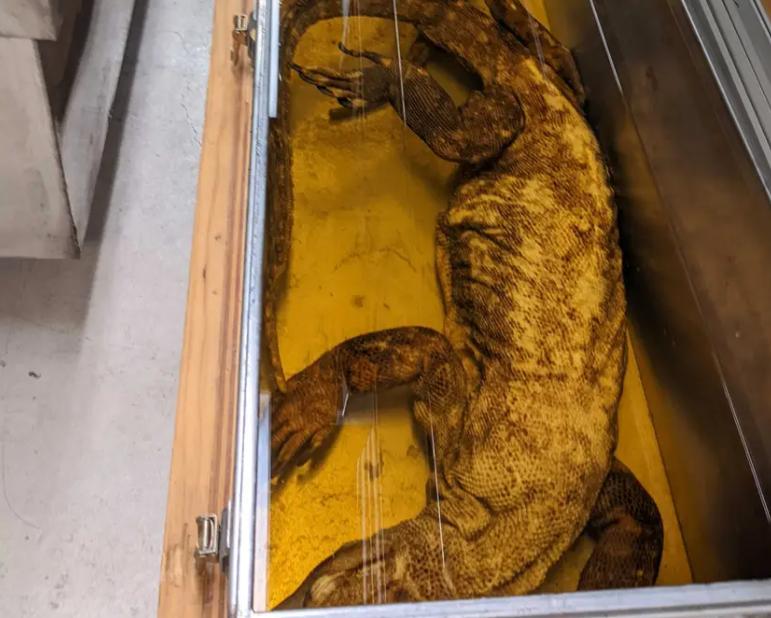 How much do you know about the rare specimens preserved by wet methods ...