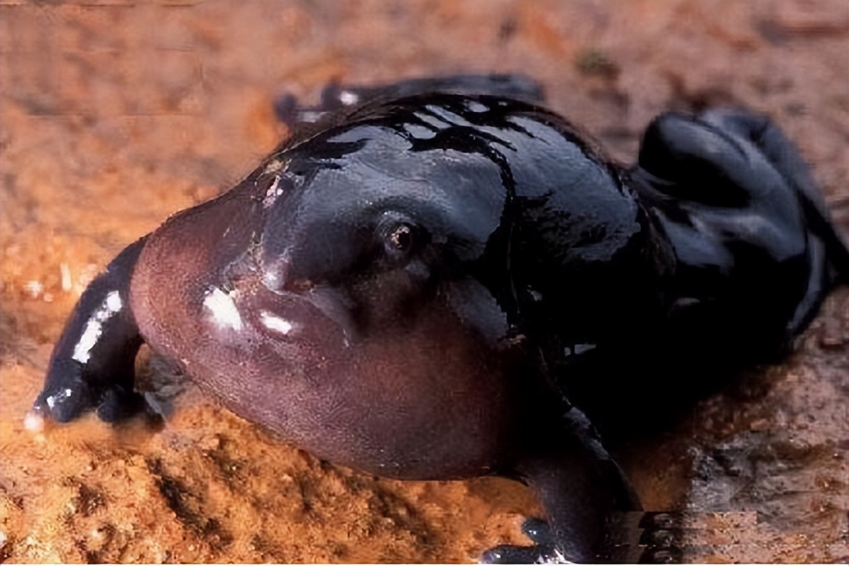 Chernobyl tree frogs turn black, is the force of evolution defeating ...