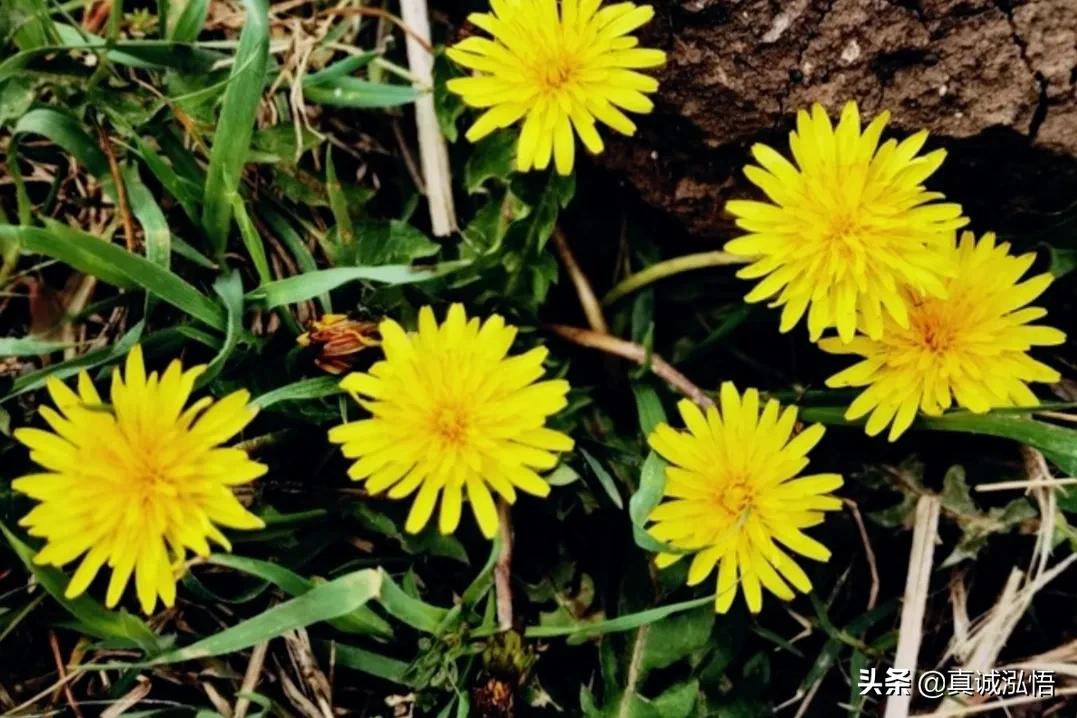 Feelings of spring - iNEWS