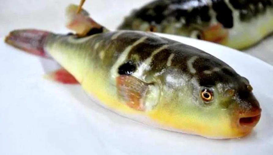 Desperately eat fugu! Three people in Shaoxing were poisoned, why are ...