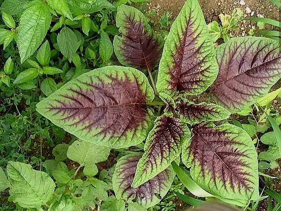 Amaranth, the Nutritious "Longevity Vegetable" - iNEWS