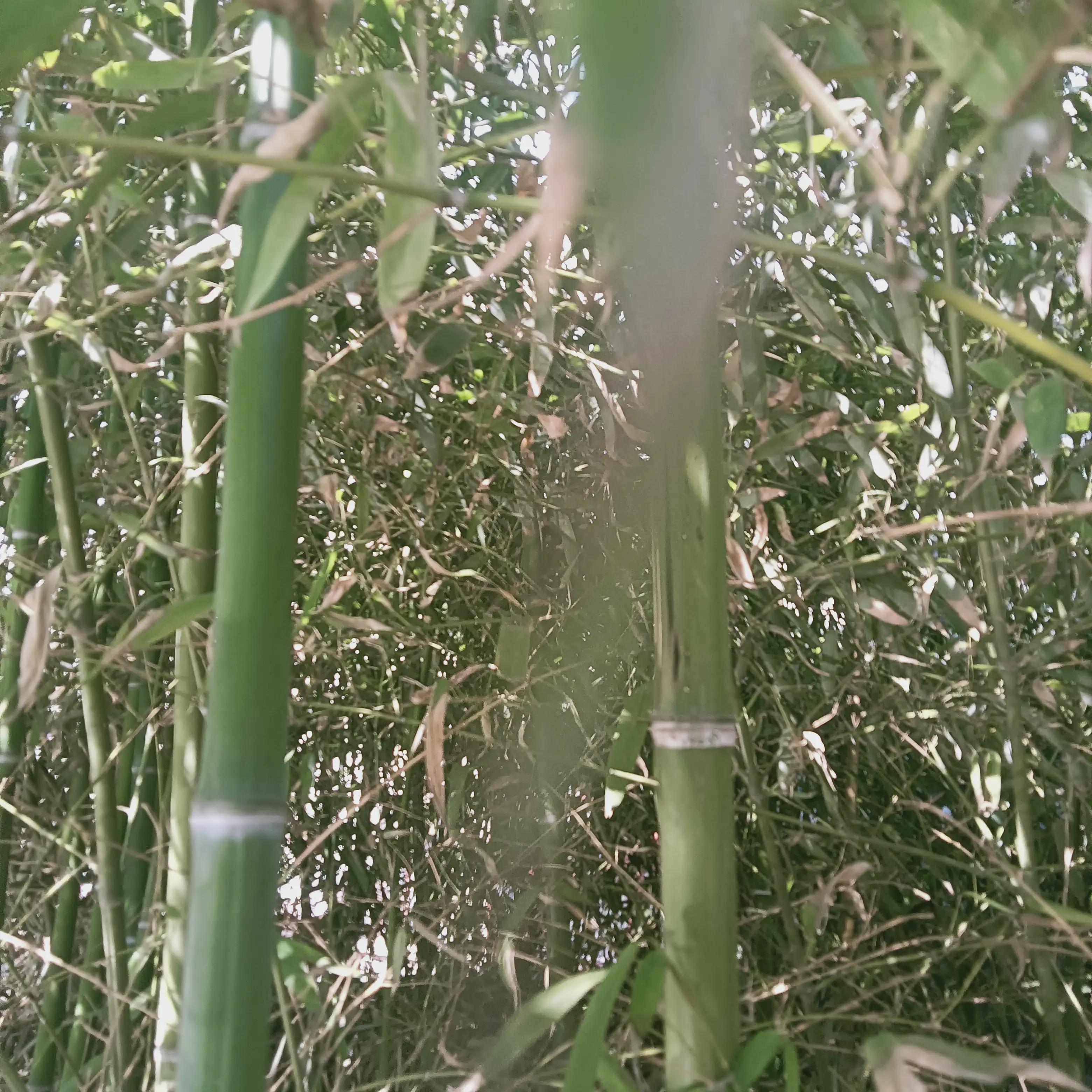 The integrity of a gentleman, the most elegant grass, bamboo. - iMedia