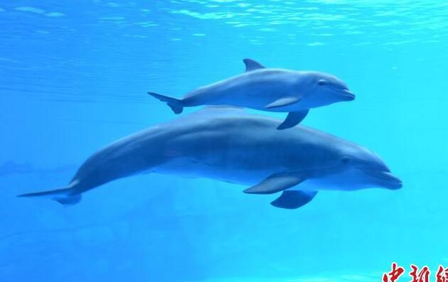 Have you ever seen an animal that smiles as soon as it is born? The ...