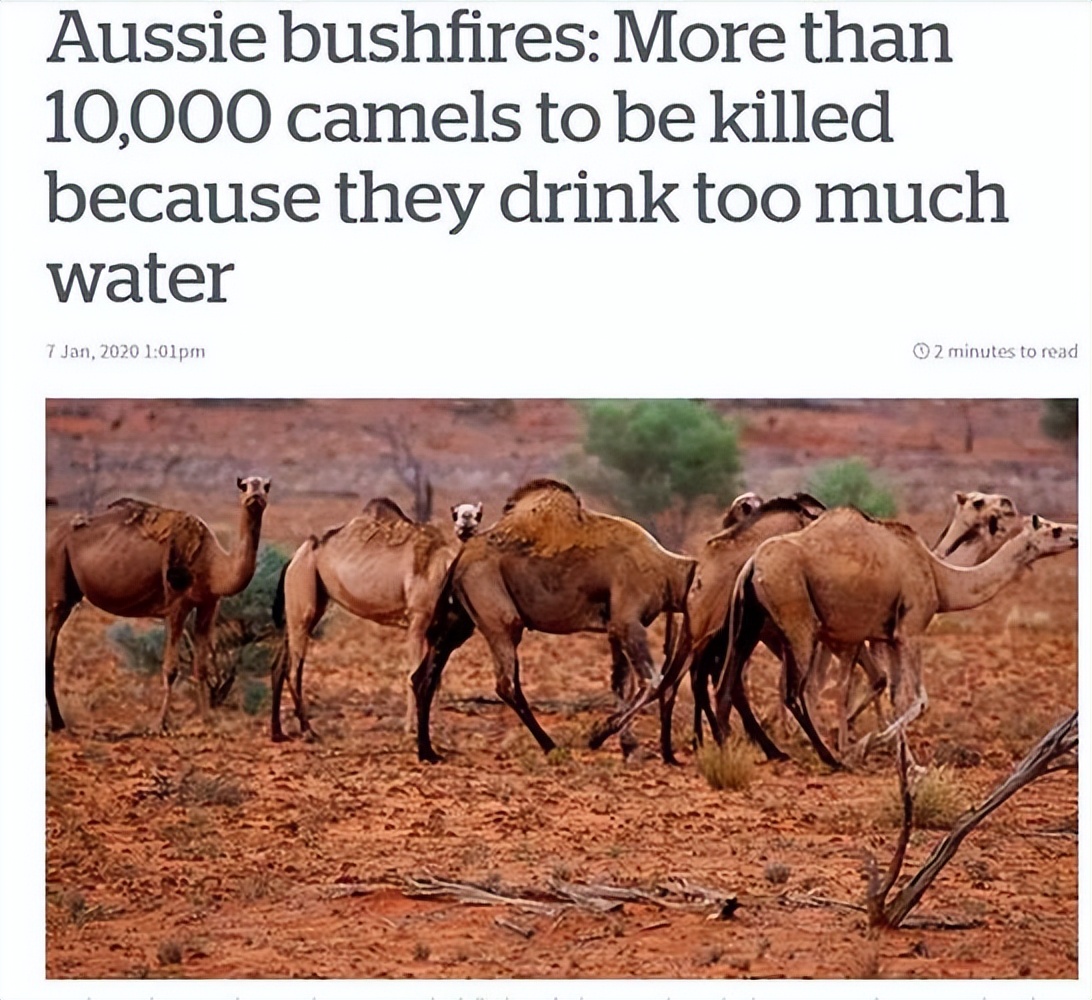 Why are camels the "pest of the century" in Australia? Are the ...
