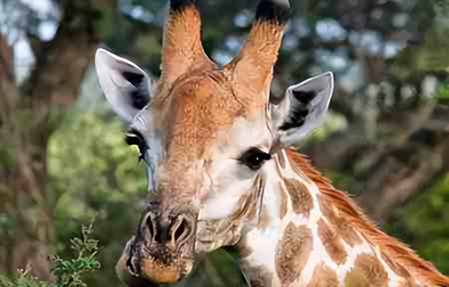 Are giraffes endangered?where do giraffes live - iNEWS