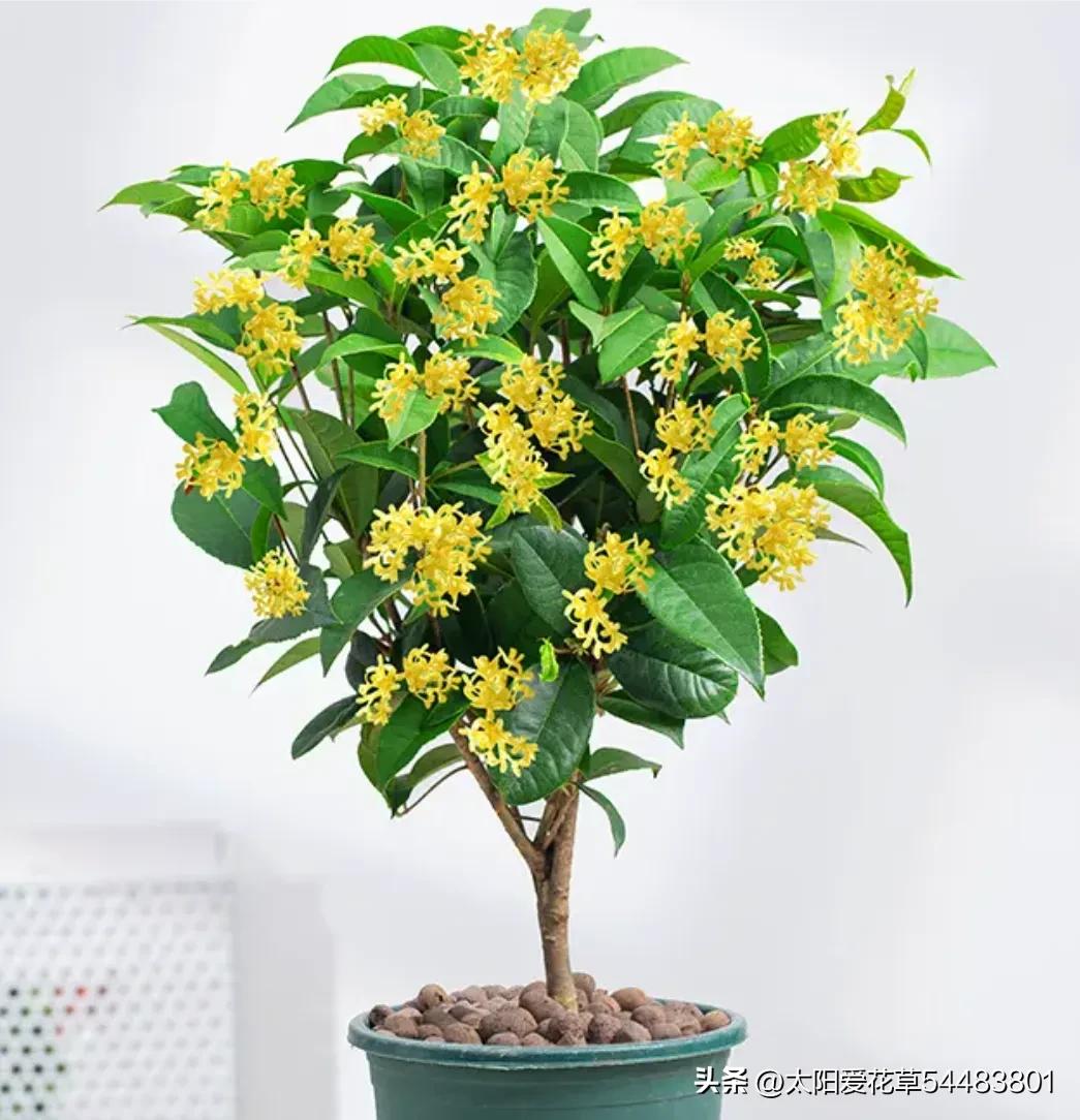 5 kinds of "wealth trees", implying prosperity and wealth, it is worth ...