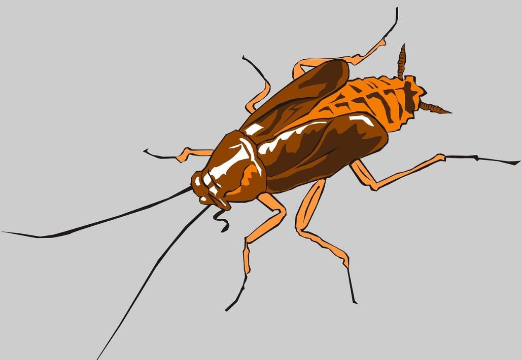 Cockroaches can live without a head, but can humans? Discover the 4 ...