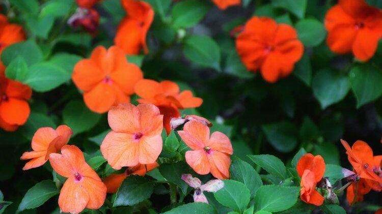 10 kinds of foreign-style flowers, once placed in the living room ...