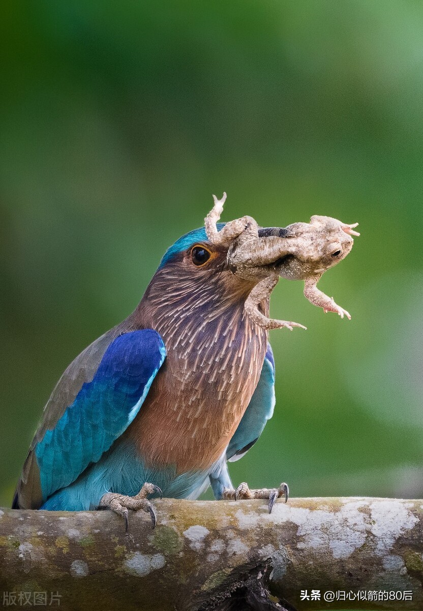 colorful birds prey on frogs - iNEWS
