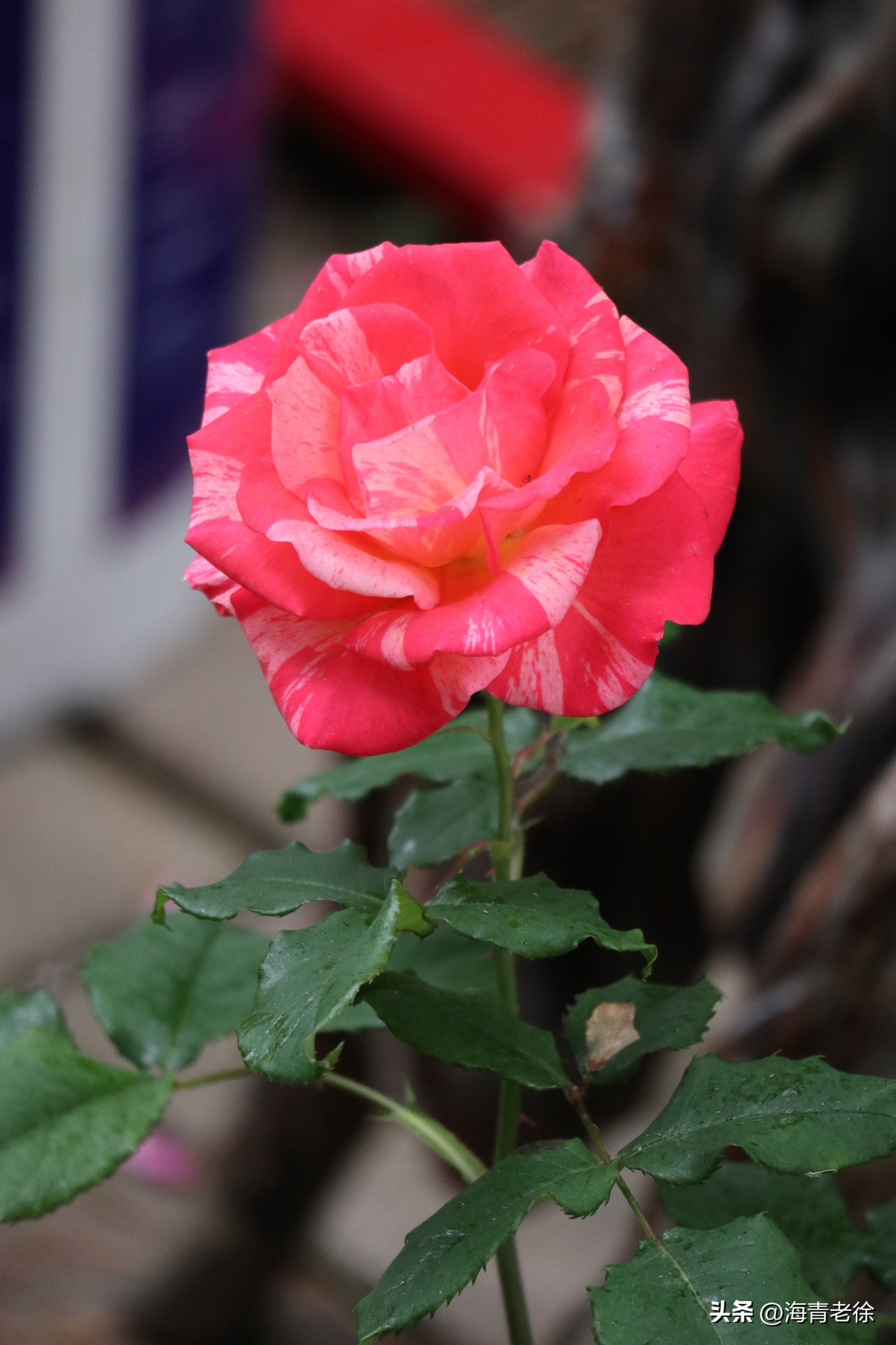 Rose No. 9: Colorful, colorful and brilliant roses - iNEWS