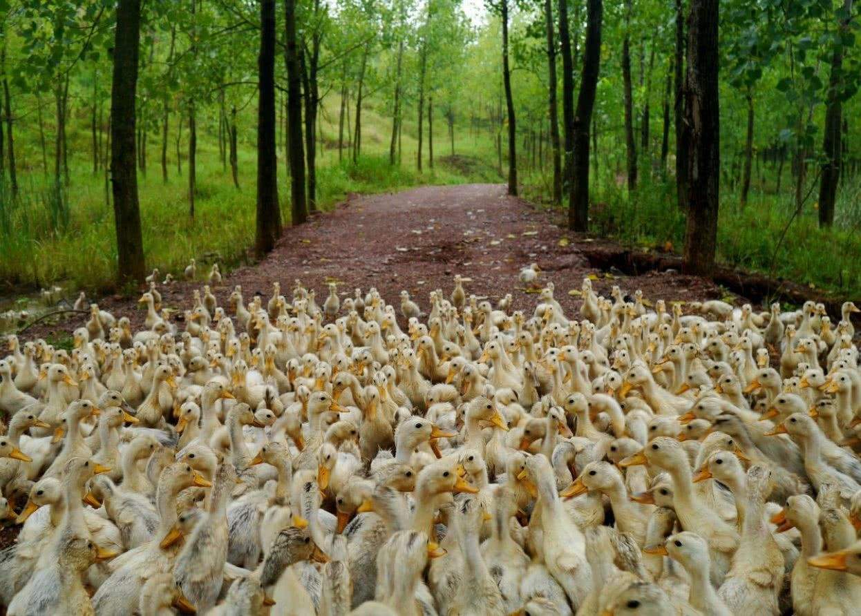 The price of live duck is several times that of roast duck, and is it ...