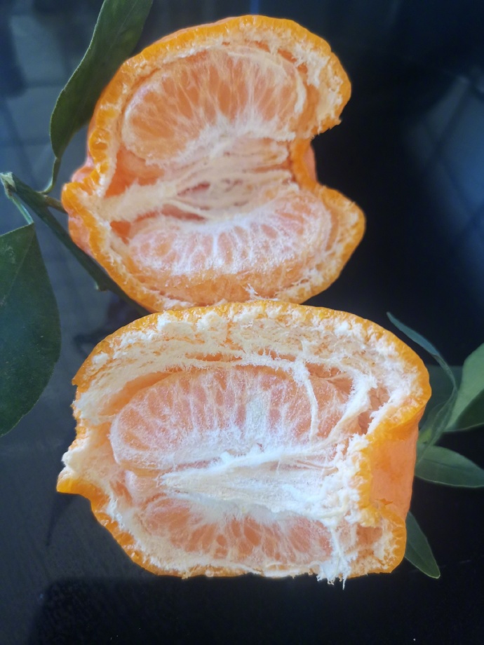 delicious ponkan - iNEWS