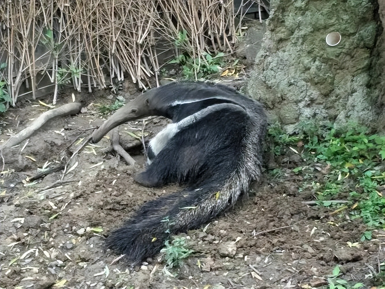 Anteaters can eat 30,000 termites a day. How are anteaters raised in ...