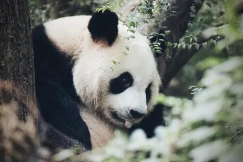 Why are pandas loved all over the world? - iNEWS
