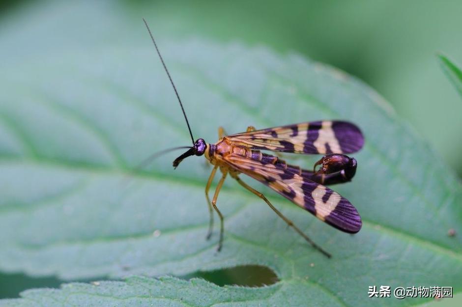 Species Encyclopedia: Scorpion Fly - iNEWS