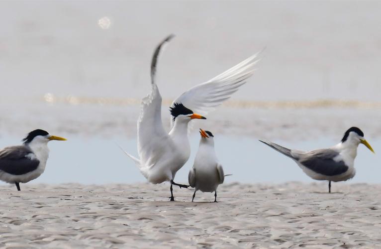The black-billed Crested Tern has a unique appearance and its big black ...