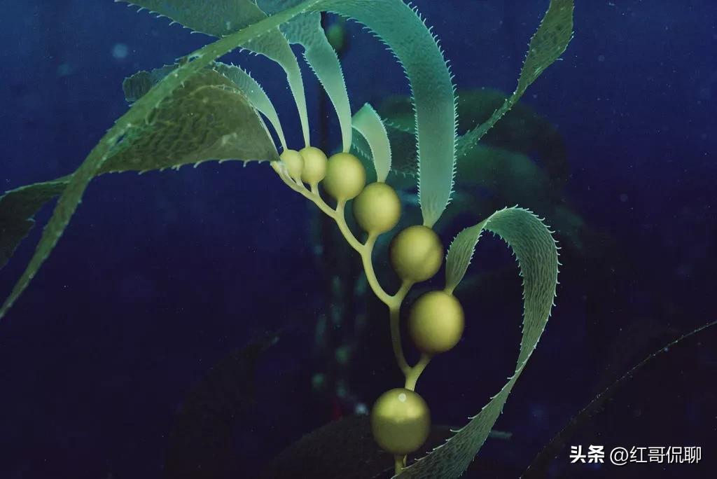 Get to know "Seaweed" - iNEWS