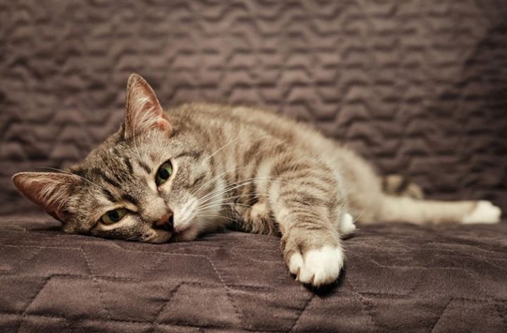 10 Warning Signs Your Cat is Asking for Help! - iNEWS