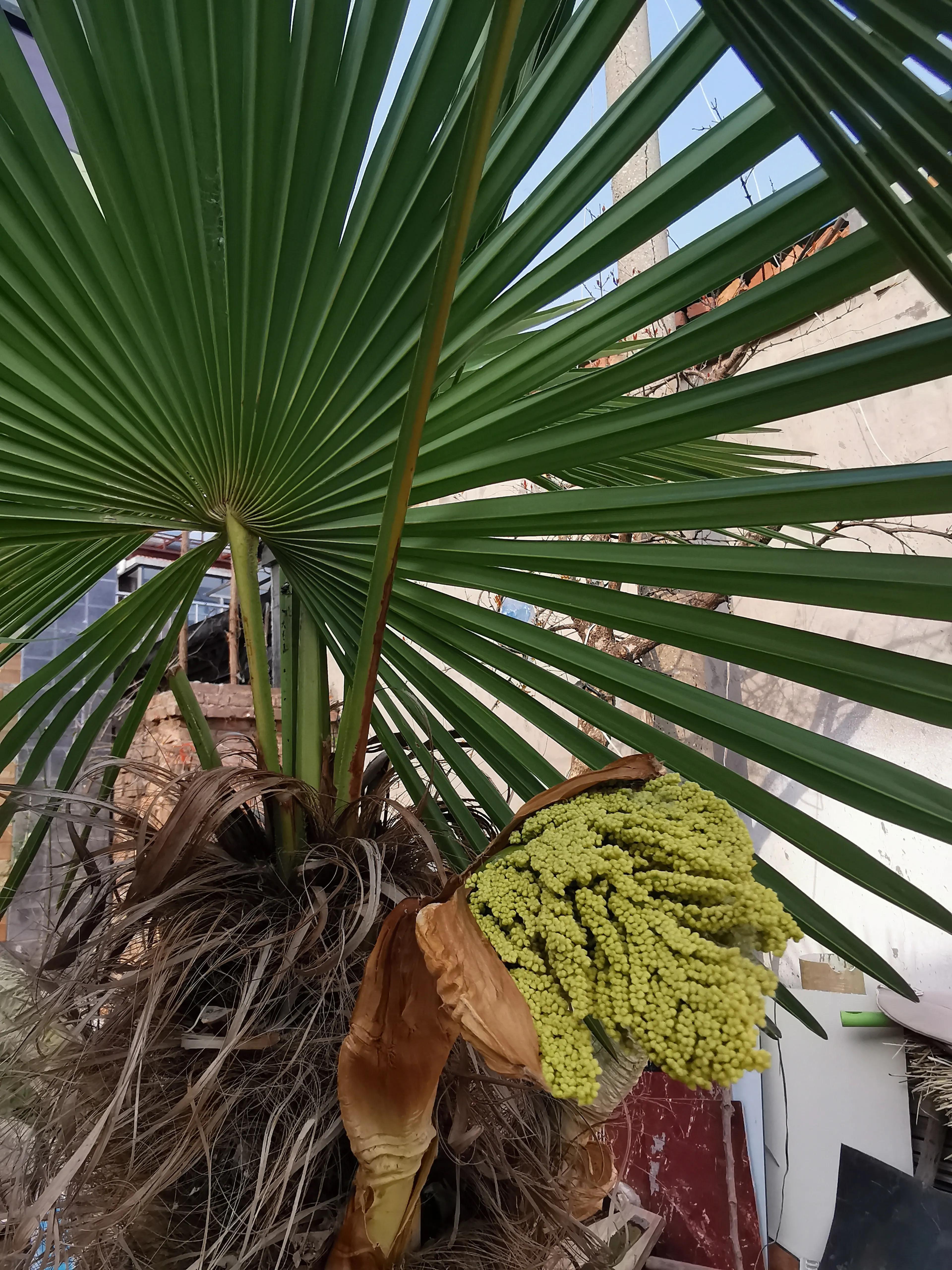 Palm tree flowers are edible - iNEWS