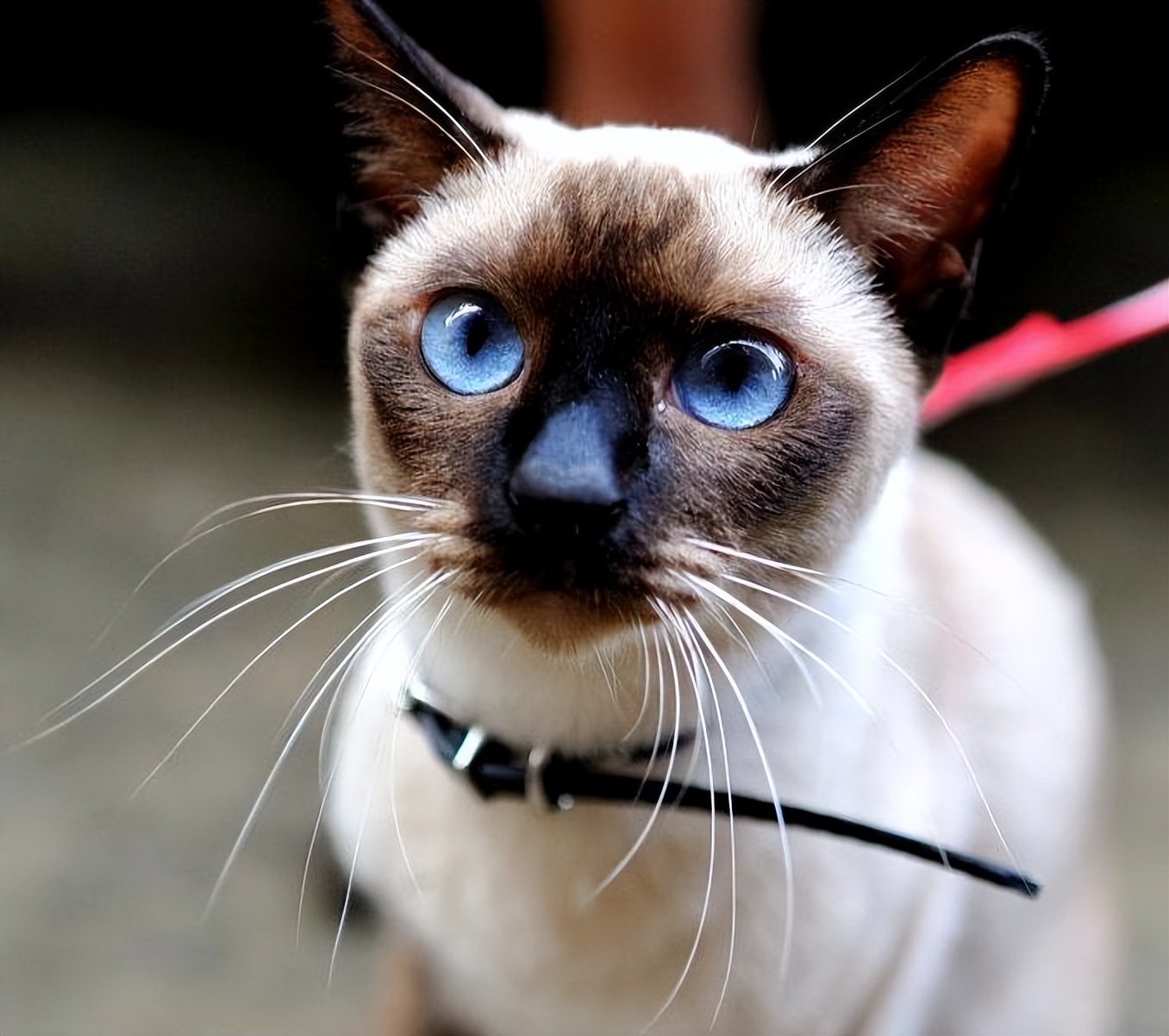 Inventory of 3 "lively" and 3 "quiet" cats, which one do you like? - iNEWS