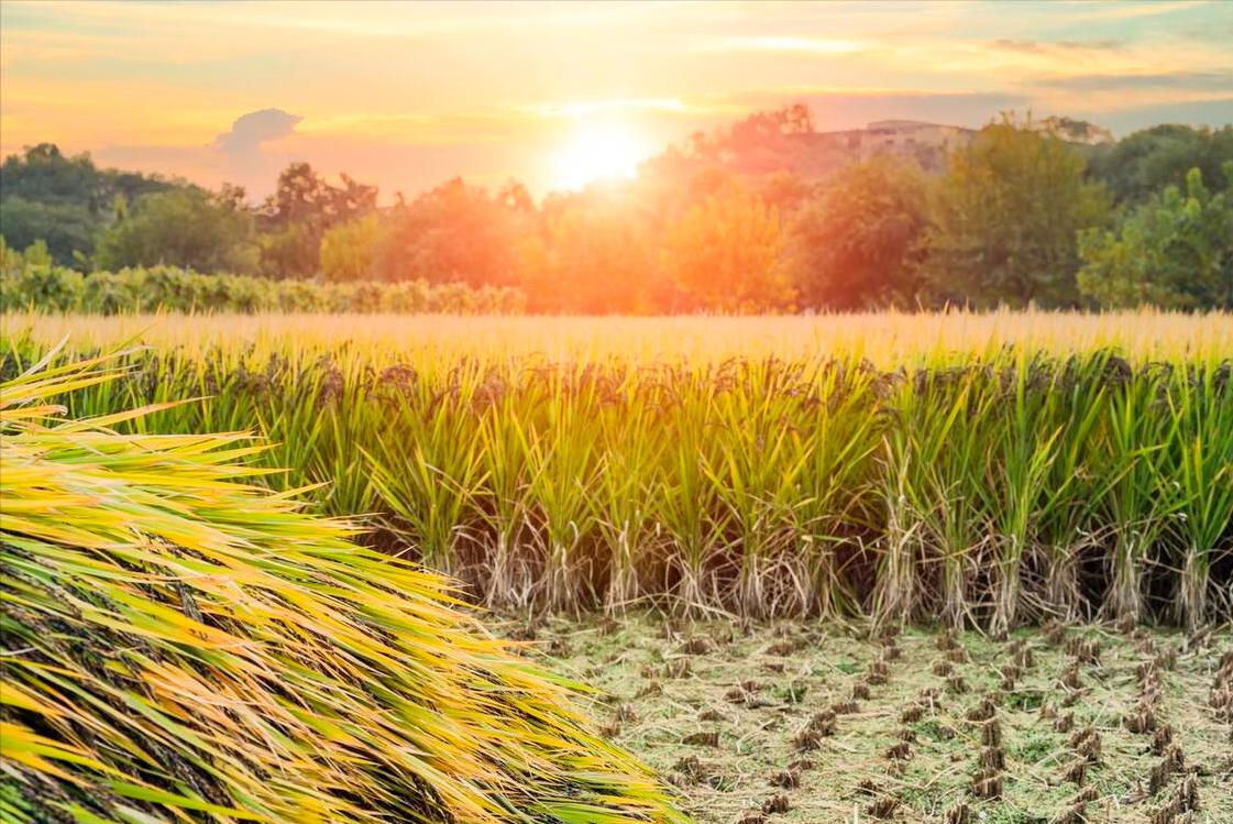 "June and autumn drive dead cattle, July autumn is leisurely", this ...