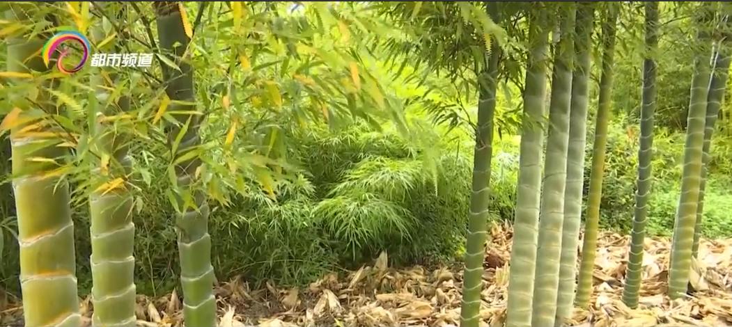 Exploring the rare bamboo garden, Jinyuanbaozhu, have you seen it? - iNEWS