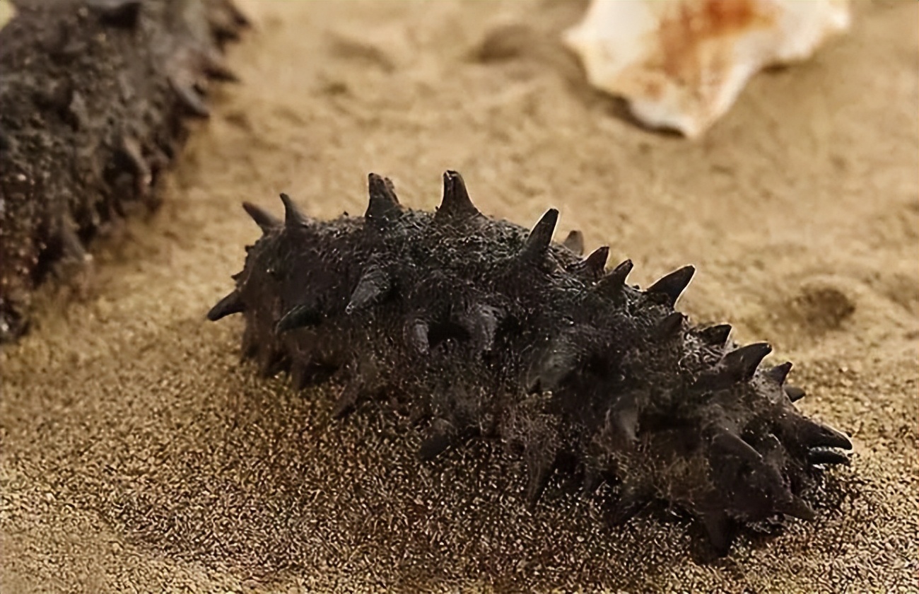 Why eat sea cucumber? give you the answer today - iNEWS