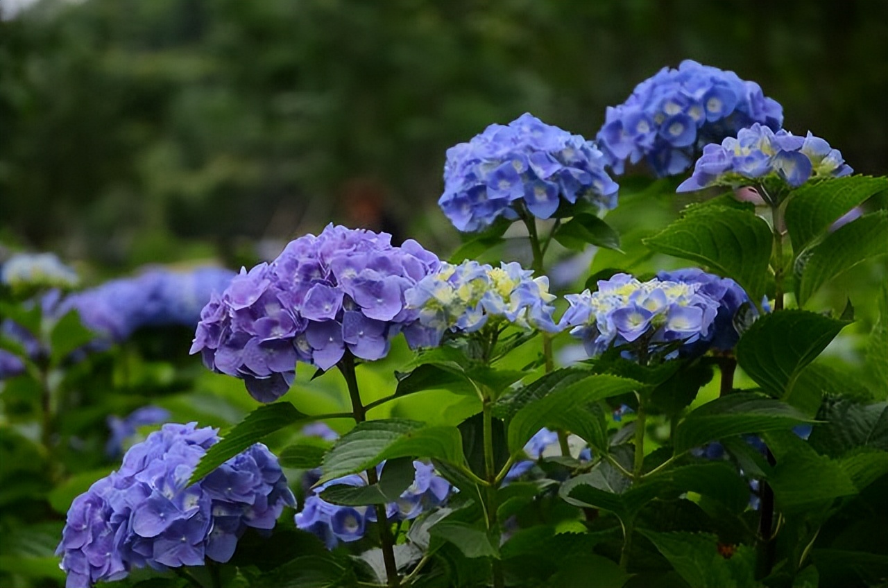 Tell you the "method" of hydrangea maintenance, without rotten roots ...