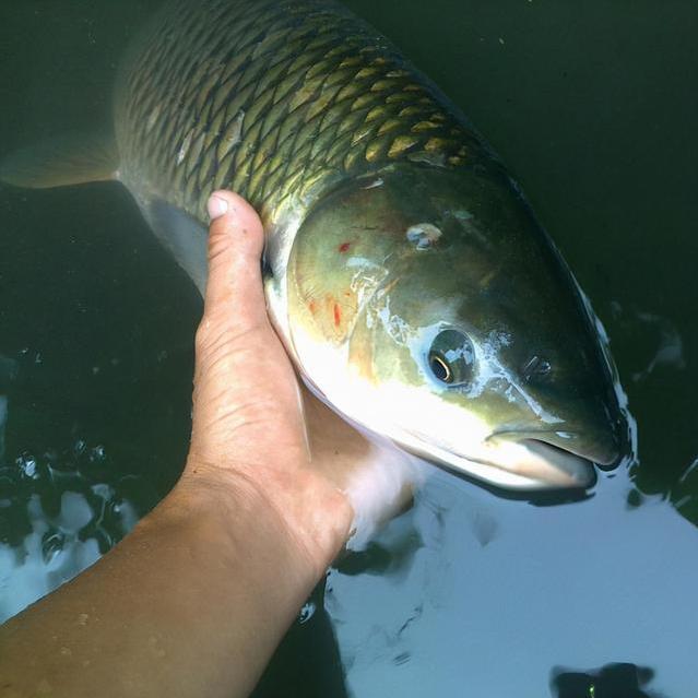 Please stop eating these 4 kinds of fish, which may contain ...