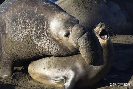 What are the five deepest diving animals? Cuvier's beaked whale first ...