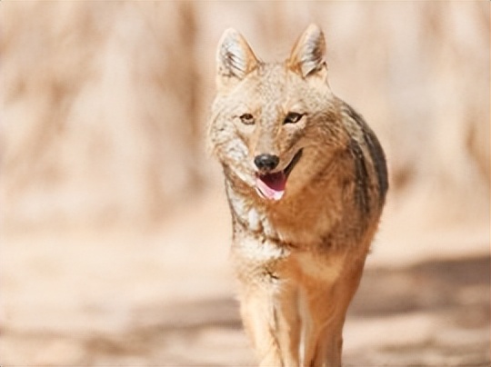 Xinjiang jackal and wolf, hide and run, otherwise they will suffer - iNEWS