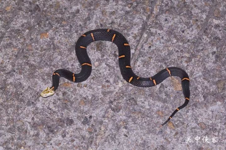 Common snakes in China (under the highly venomous snake) - iMedia
