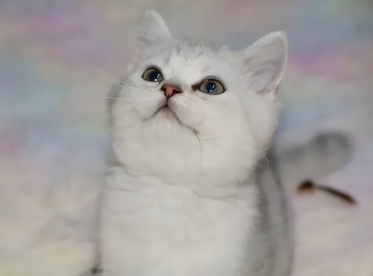 Summer is cool, skin care tips for silver gradient cats! - iNEWS