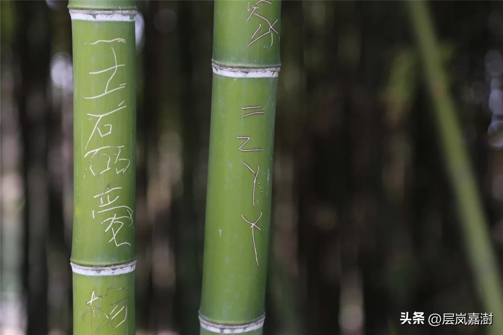 Louguantai Hundred Bamboo Garden, a romantic secret place unique to ...
